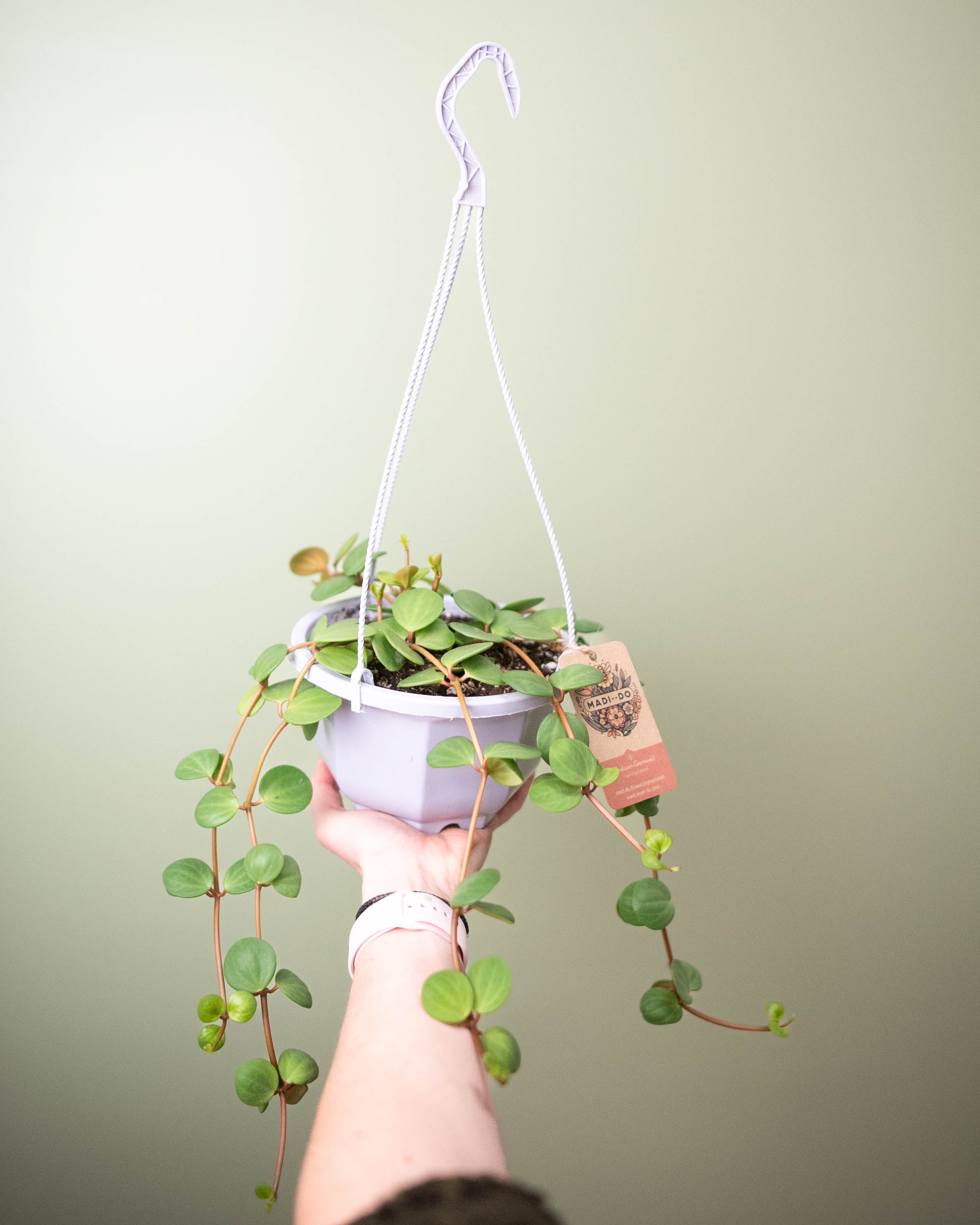 Peperomia rotundifolia 'Hope' - 6" Hanging Basket – Madi-Do Flowers